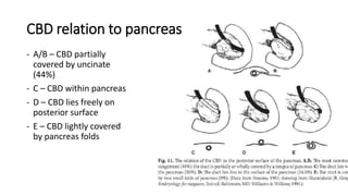 Pancreatic development and aberations - Dr M Barnard | PPT