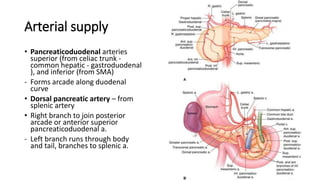 Pancreatic development and aberations - Dr M Barnard | PPT