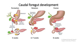 Pancreatic development and aberations - Dr M Barnard | PPT