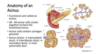 Pancreatic development and aberations - Dr M Barnard | PPT