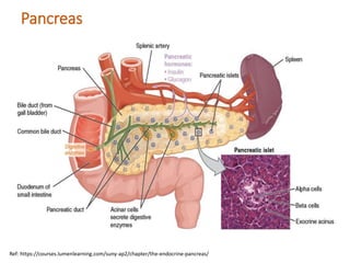 Pancreatic Hormones | PPTX
