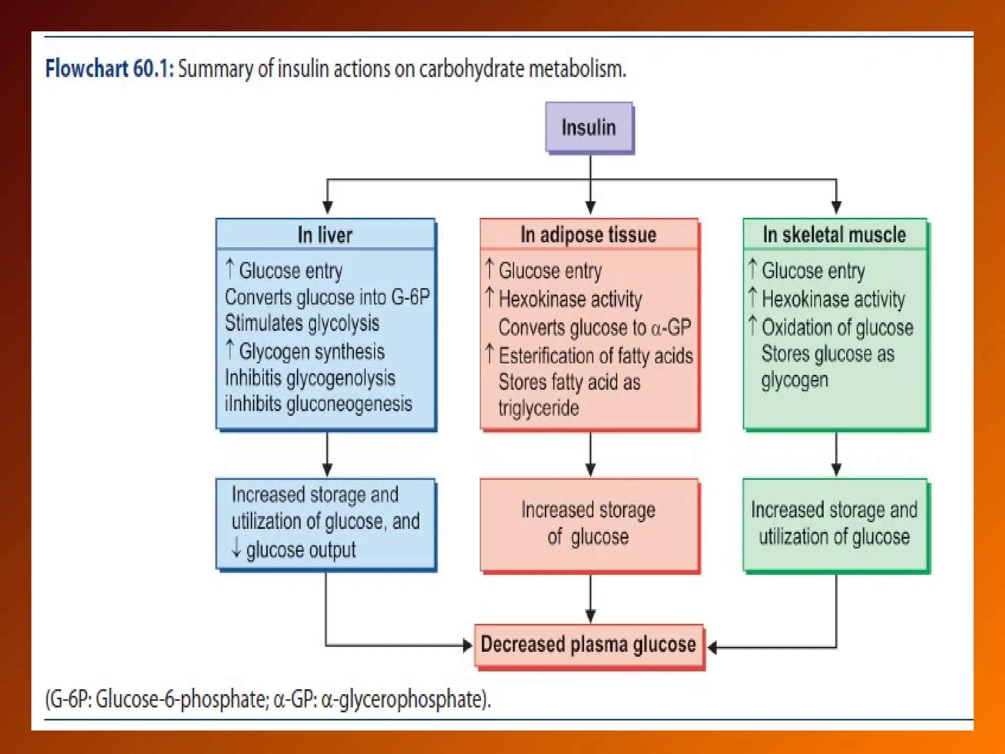 Pancreas: Structure, Hormones, Functions & Disorders | PPT