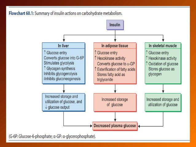 Pancreas: Structure, Hormones, Functions & Disorders | PPT