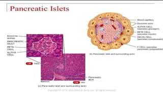 Pancreatic Islets Slide