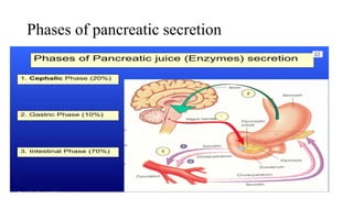 GASTROINTESTINAL SYSTEM. Pancreatic physiology .pdf