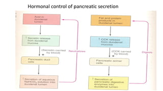 GASTROINTESTINAL SYSTEM. Pancreatic physiology .pdf