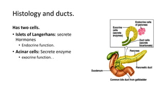 GASTROINTESTINAL SYSTEM. Pancreatic physiology .pdf