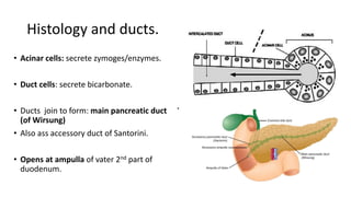 GASTROINTESTINAL SYSTEM. Pancreatic physiology .pdf