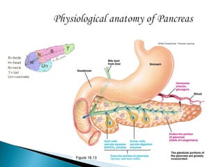 Pancreatic Secretions.ppt - GIT -Physiology | PPT