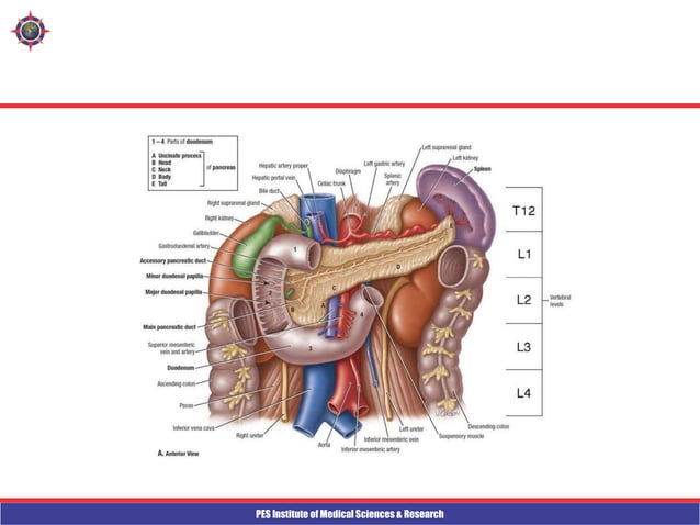 PANCREATIC TUMOURS radiology imaging.pptx