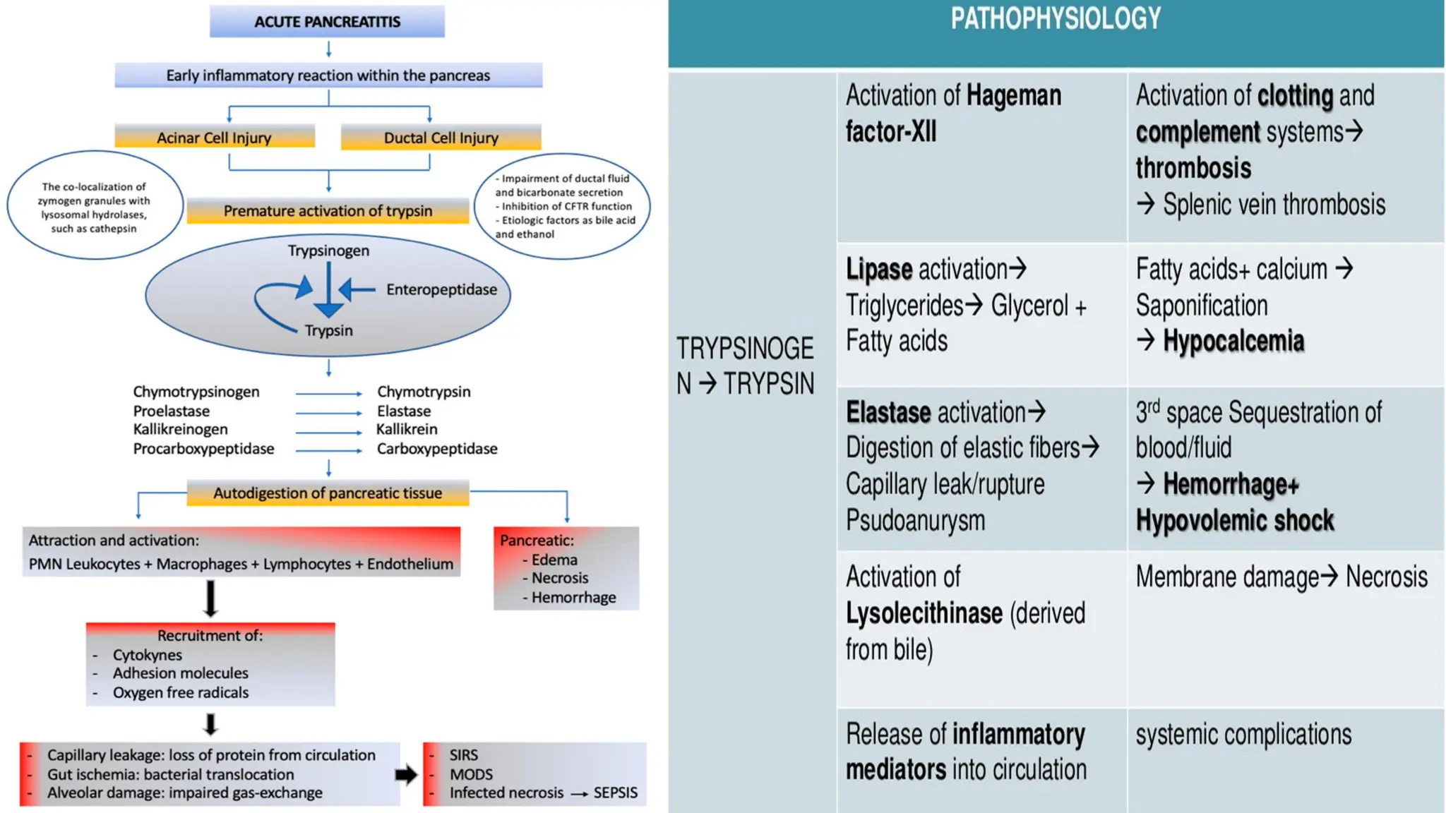 Pancreatitis - Acute & Chronic - Types, C/F & Mgt | PDF