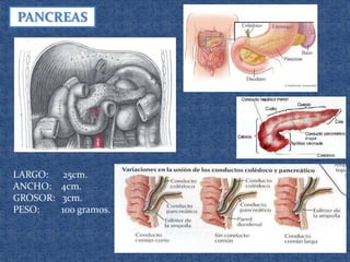 Pancreatitis aguda | PPT