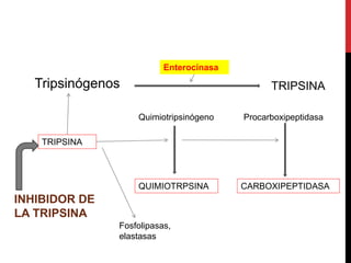 Pancreatitis aguda | PPTX