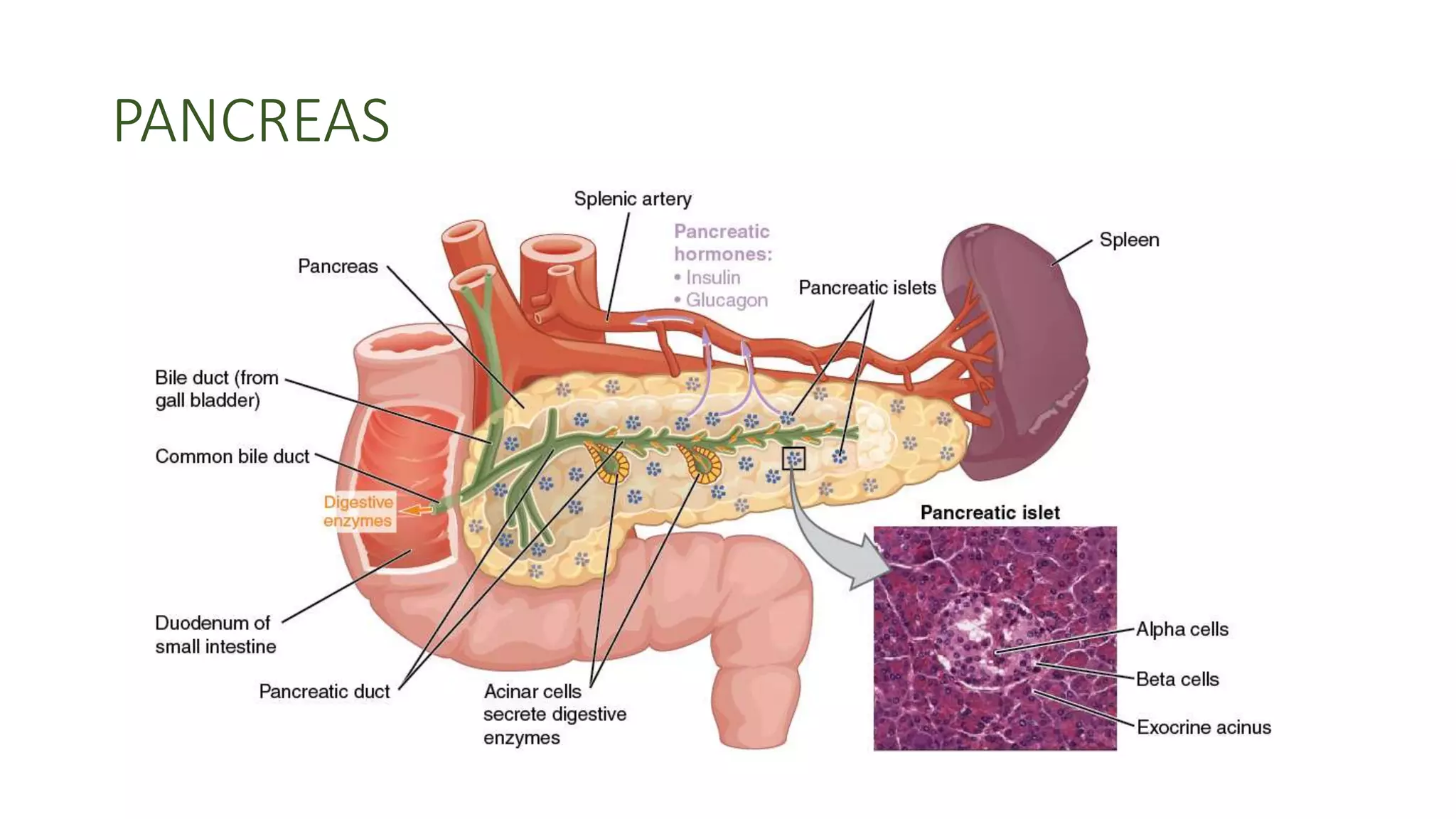 Pancreatitis and peritonitis | PPTX
