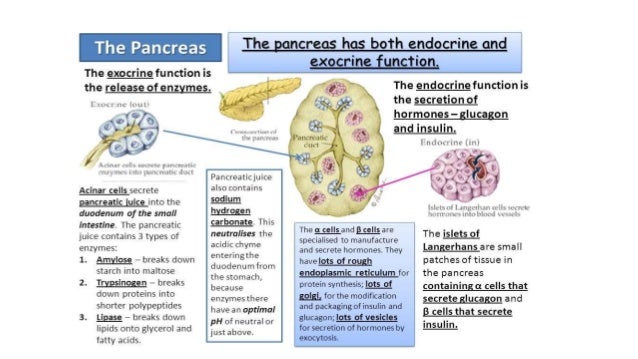 Pancreatitis - etiology, pathophysiology and nutrition
