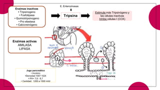 pancreatitis dianny ppt.pptx cirugía pancreas | PPTX