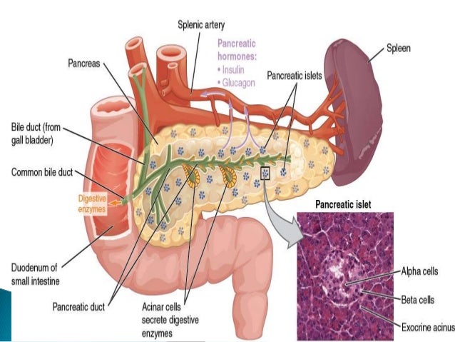 ACUTE AND CHRONIC PANCREATITIS