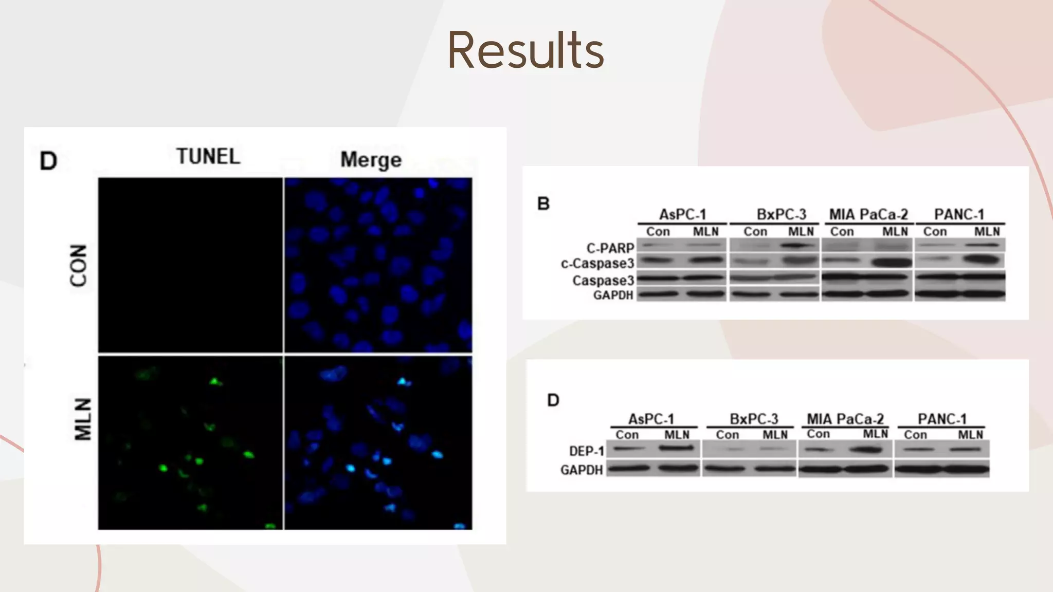 Pancreatology - Molecular Biology - Isabella Pel%C3%A1ez C.pdf