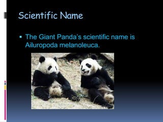Panda | PPT