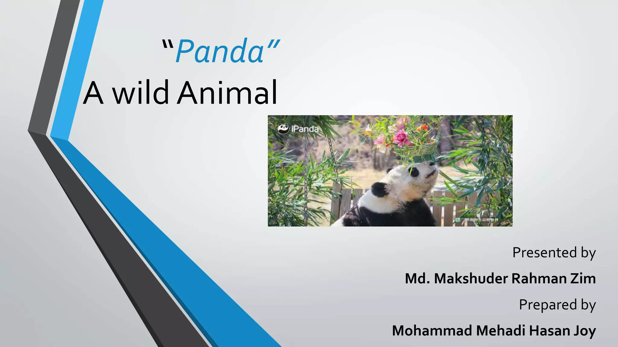 Panda | PPTX
