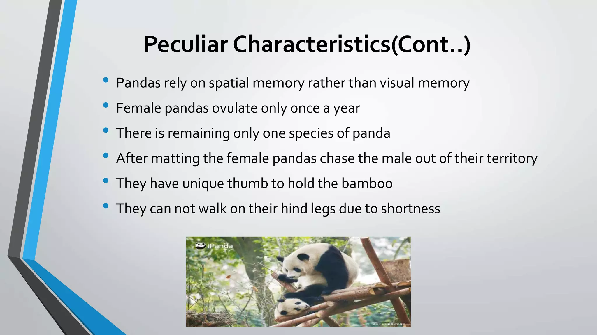 Panda | PPTX