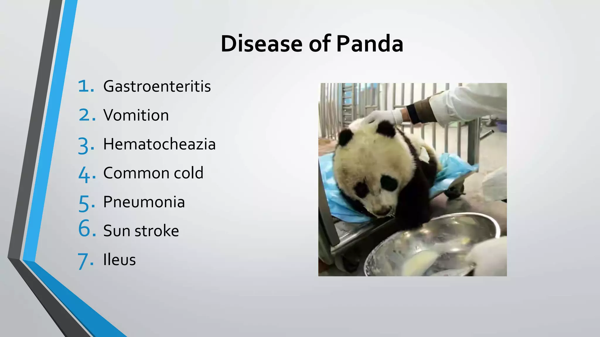 Panda | PPTX