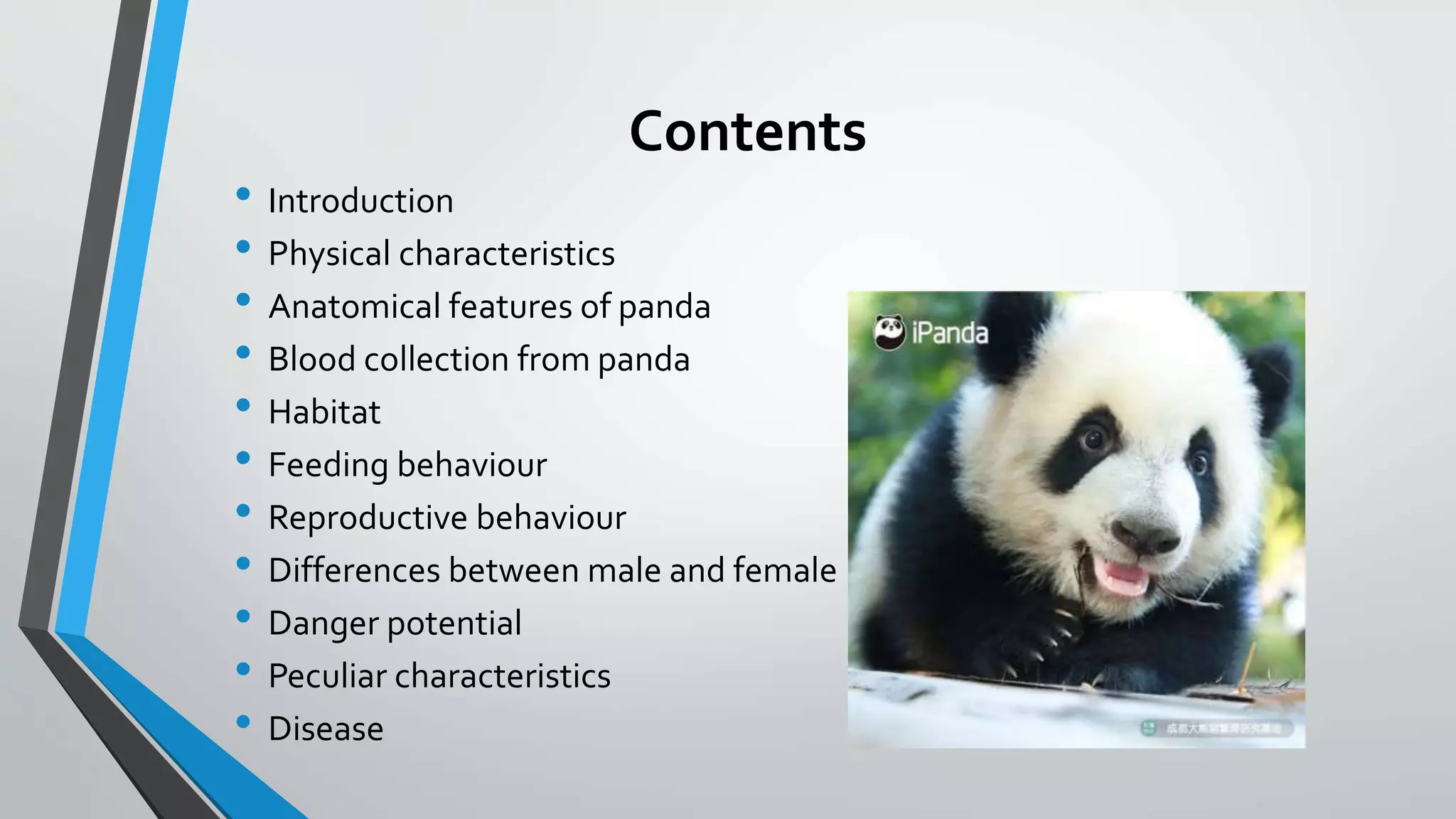 Panda | PPTX