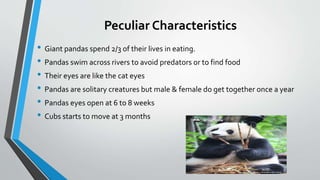 Panda | PPTX