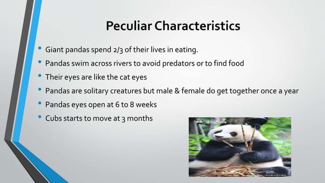 Panda | PPTX
