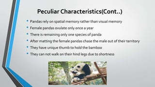 Panda | PPTX