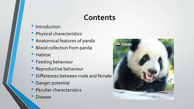 Panda | PPTX