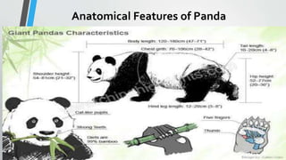 Panda | PPTX