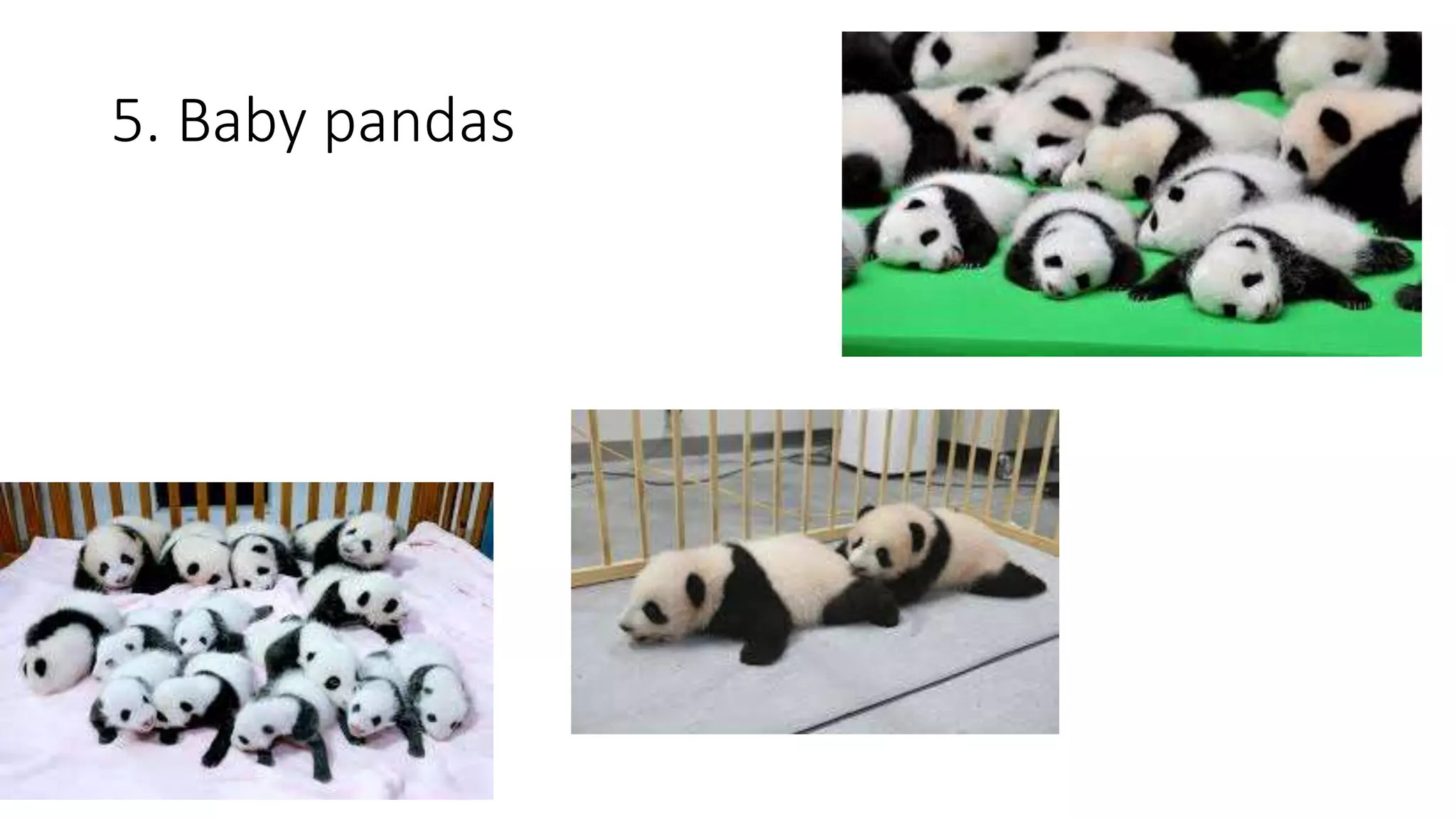 panda.pptx