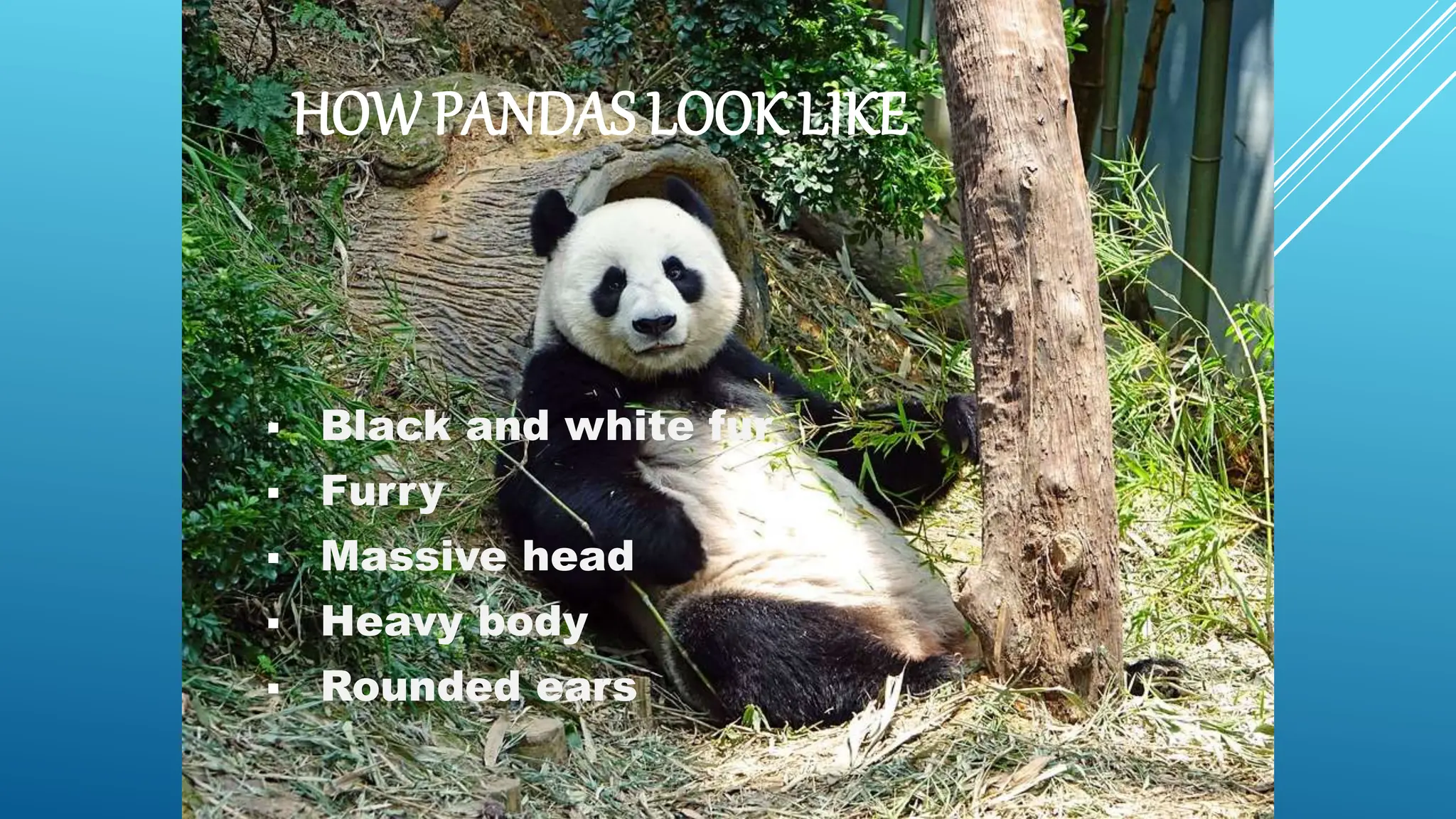 PANDA my favorite animal so čute 1.pptx
