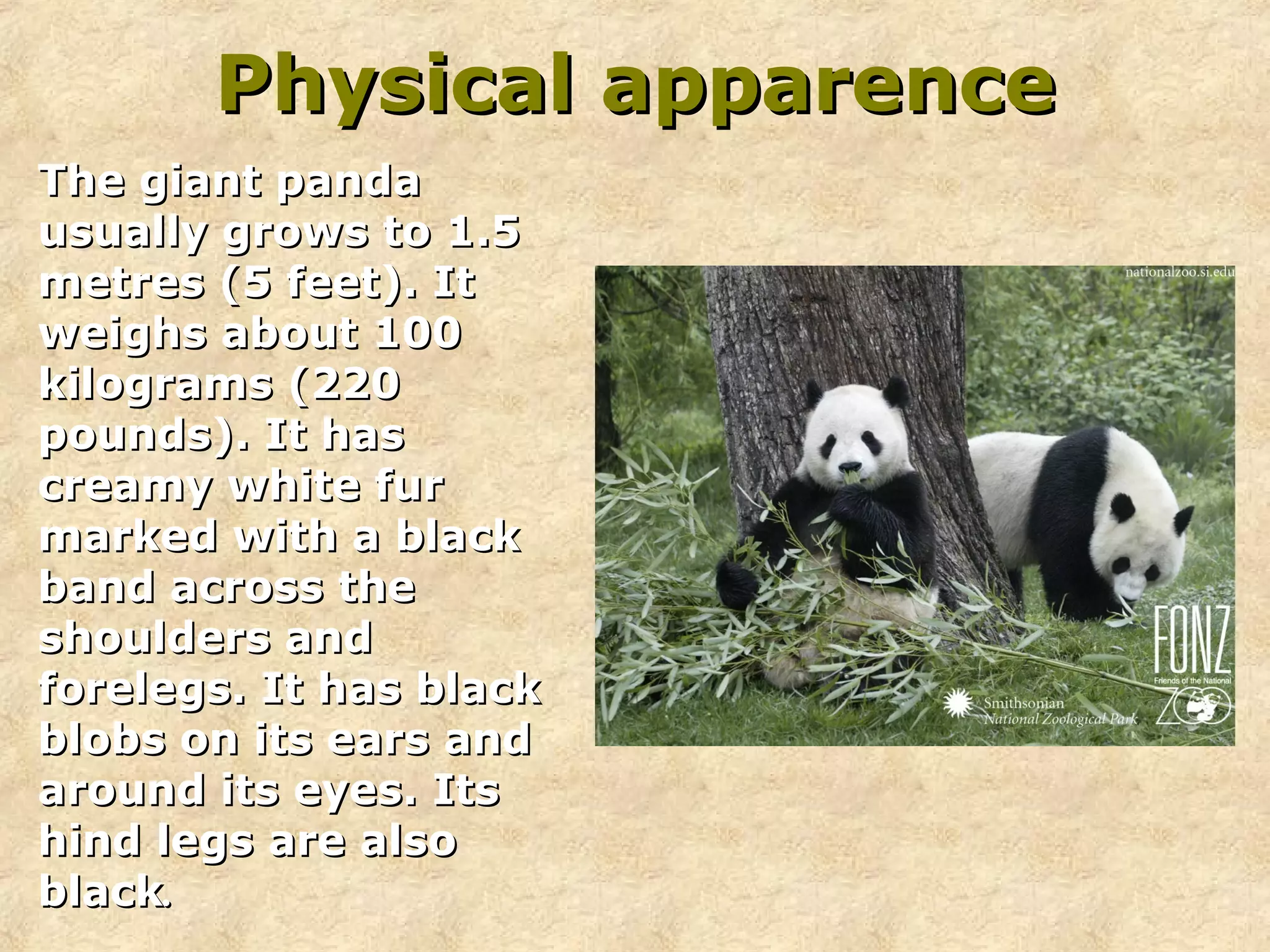 Panda Bear | PPT
