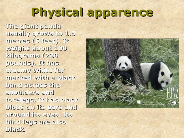 Panda Bear | PPT