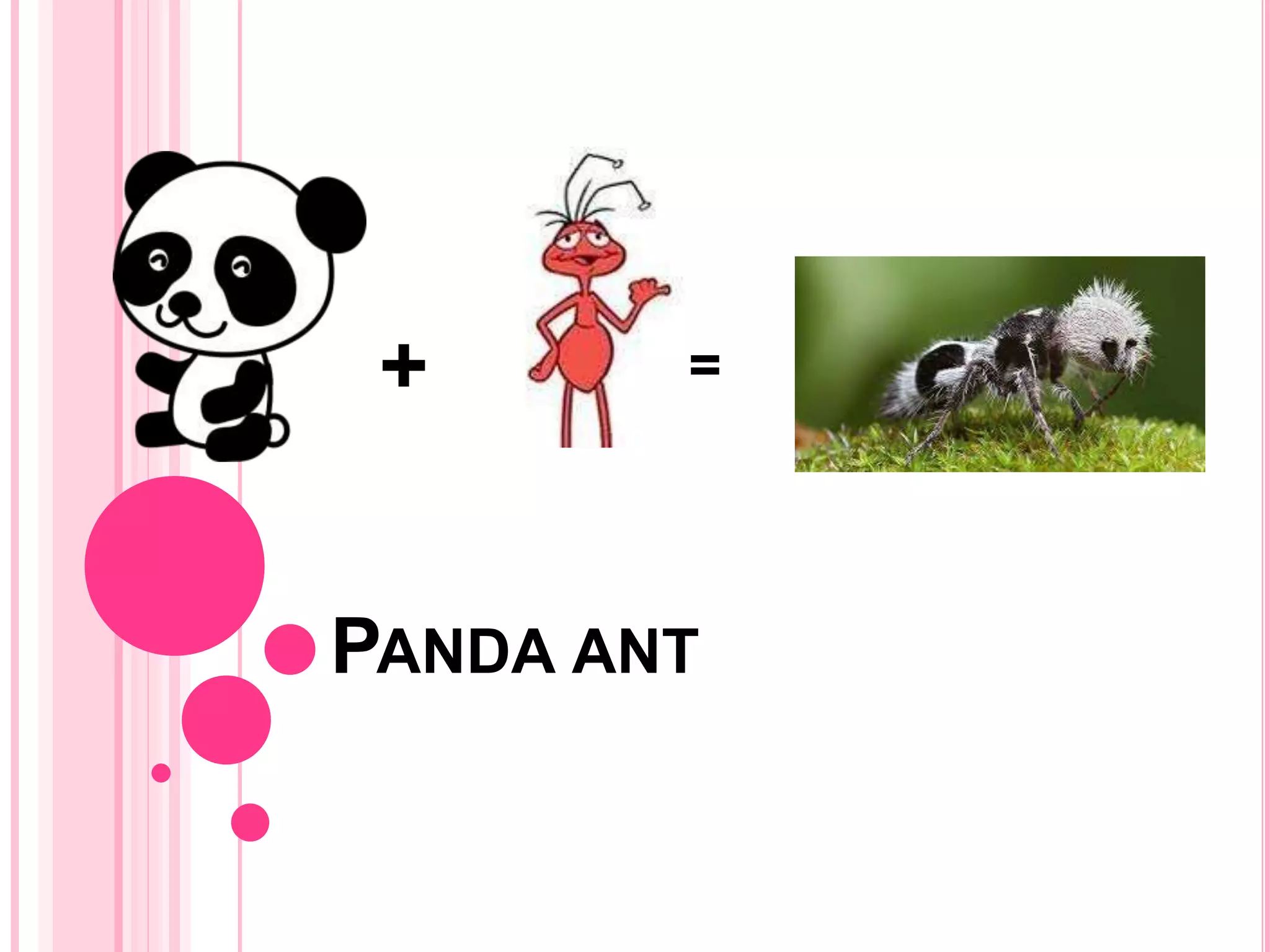 Panda ant | PPTX