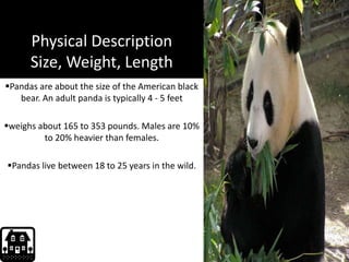 Panda bear | PPTX | Large Animals | Pets