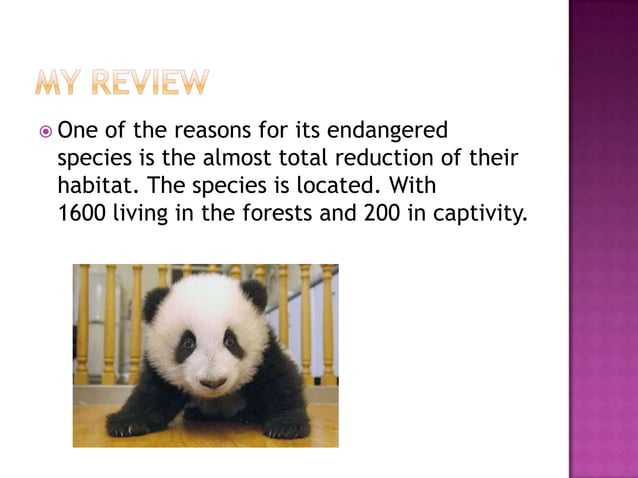 Panda bear | PPT