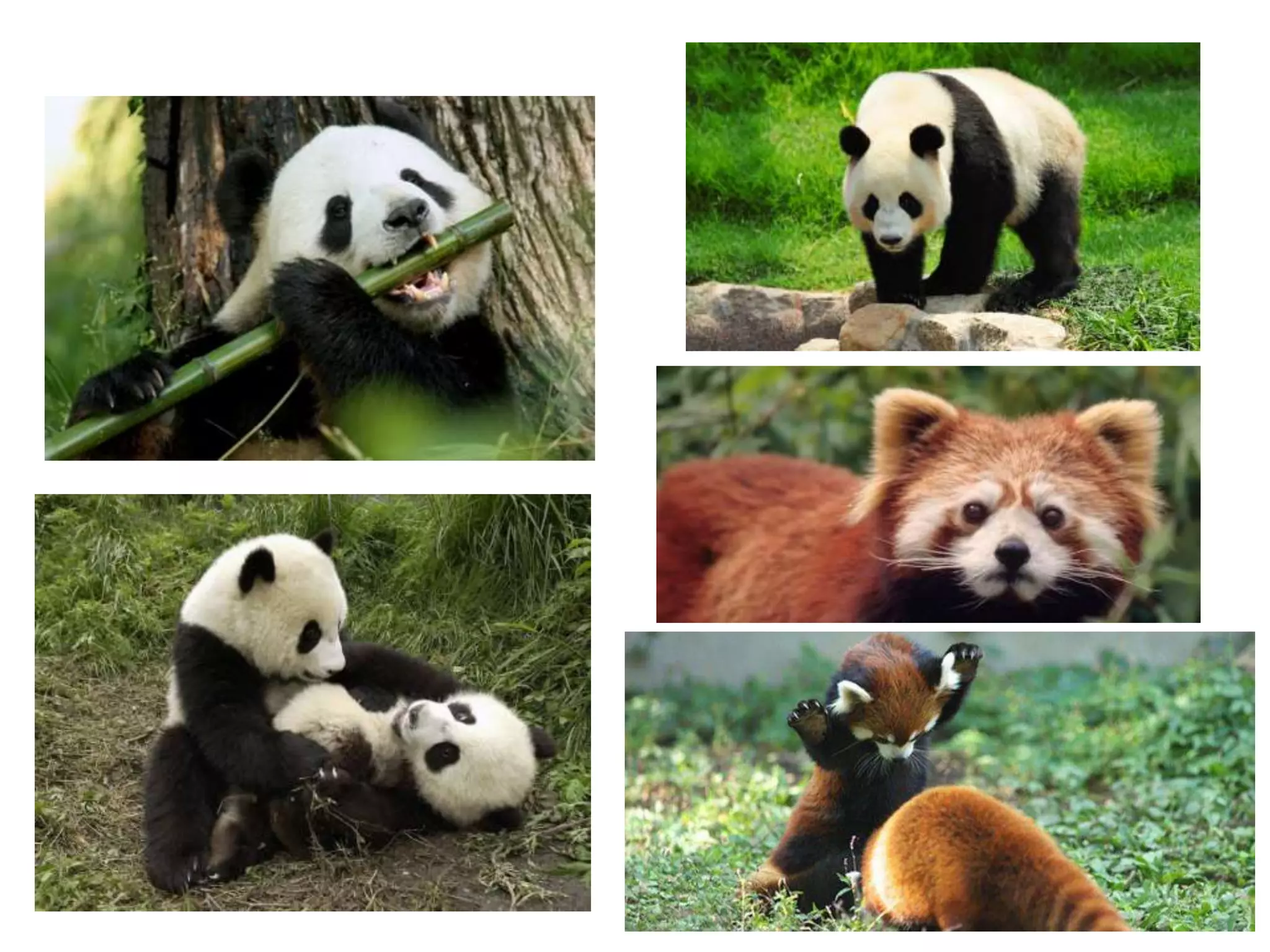 Panda bear | PPTX | Large Animals | Pets