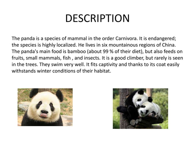 Panda bear | PPTX | Large Animals | Pets