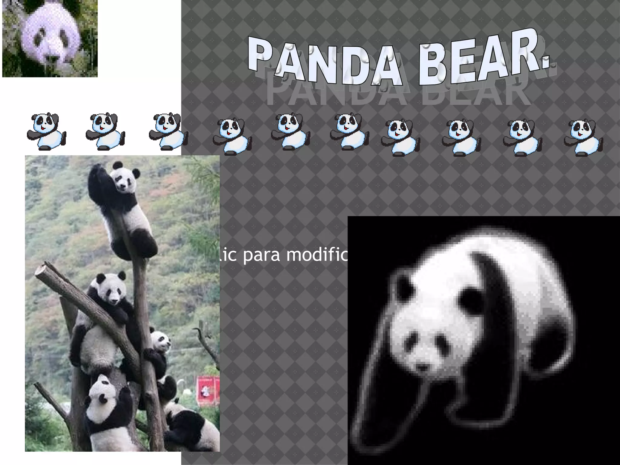 Panda Bears | PPT