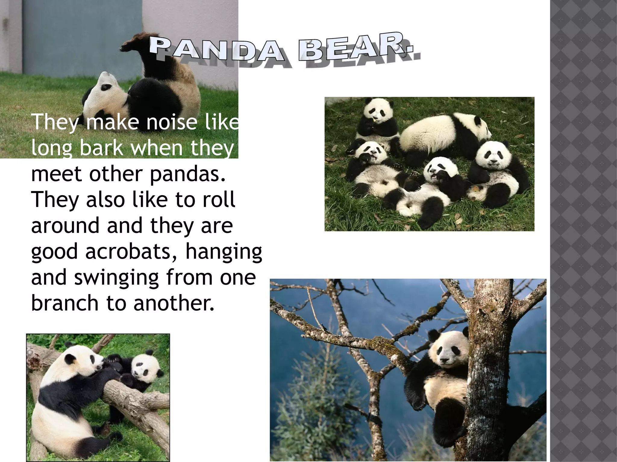 Panda Bears | ODP