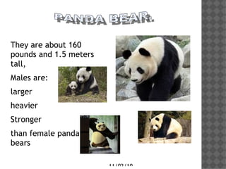 Panda Bears | ODP