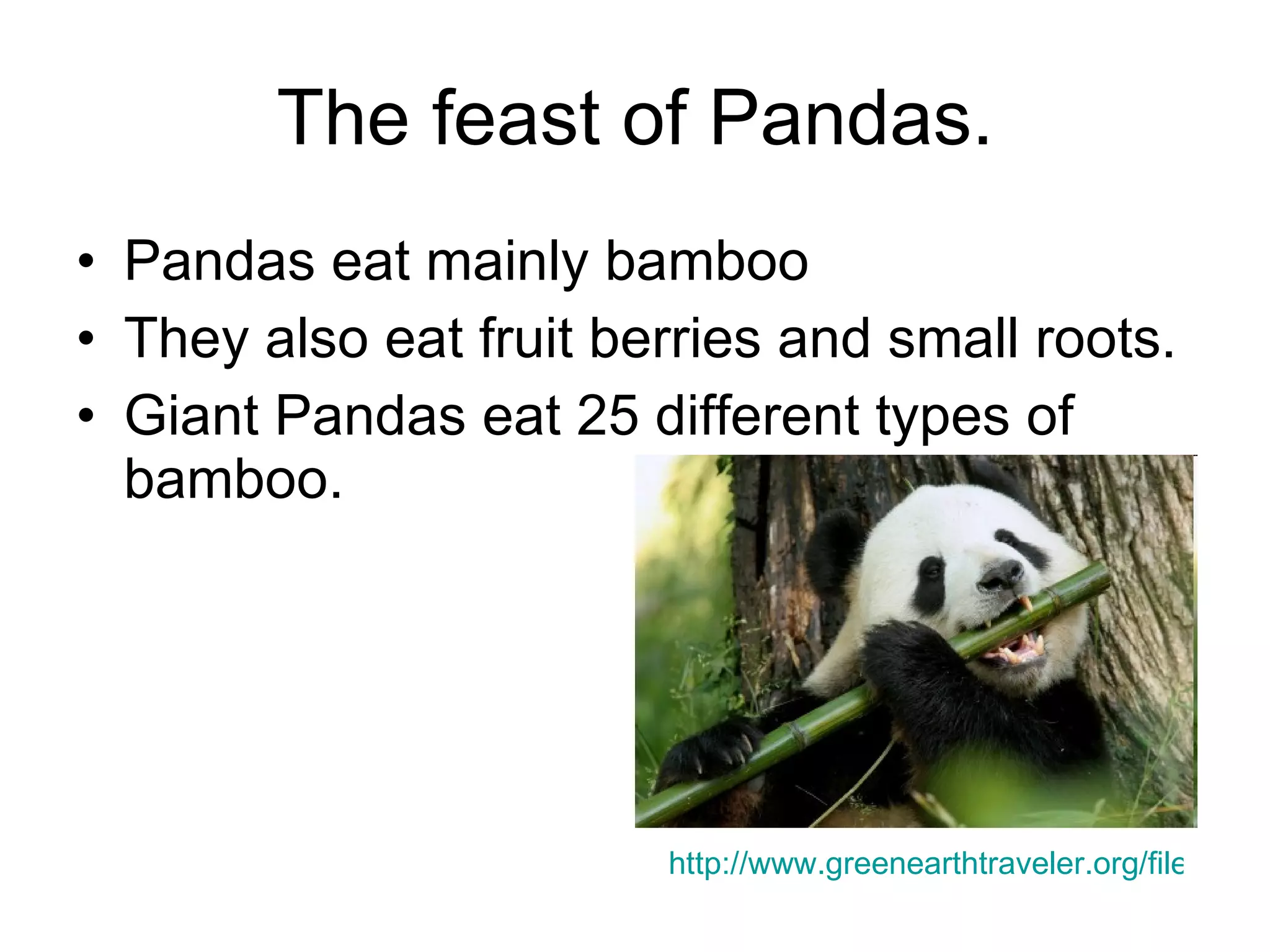 Panda bears | PPT