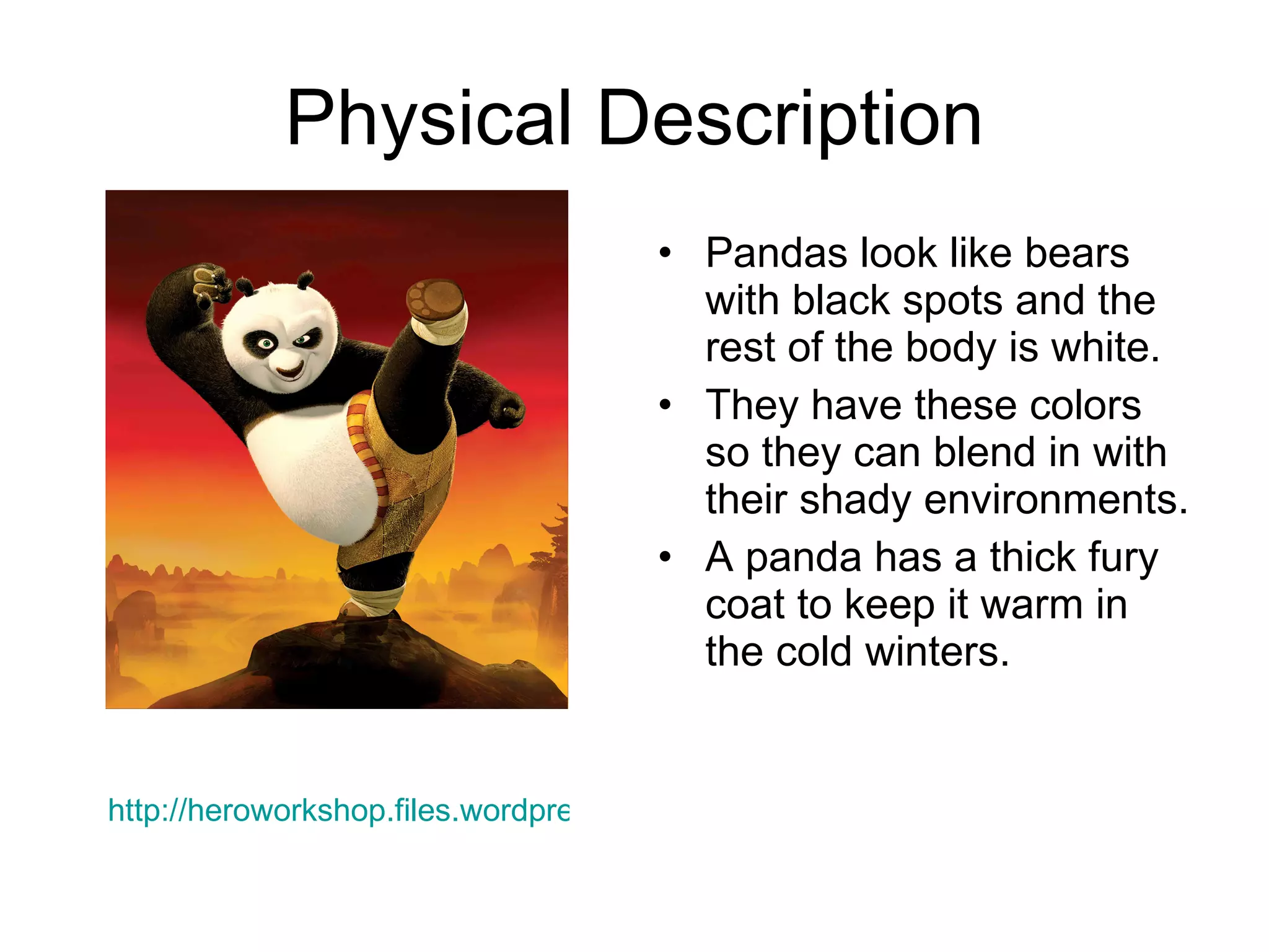 Panda bears | PPT