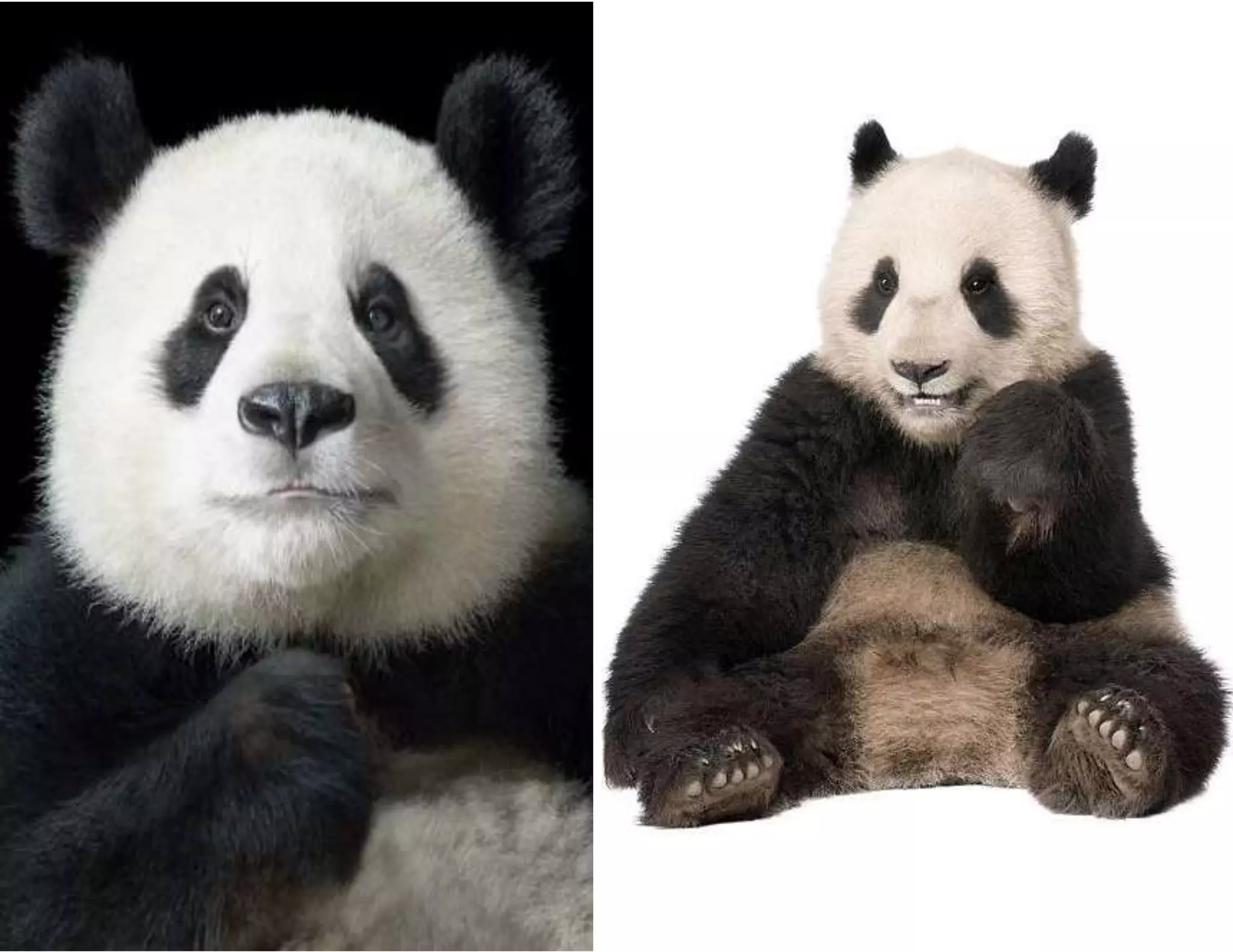 Panda drawing | PPTX