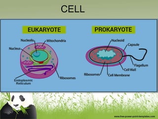 CLASSIFICATION OF ORGANISMS | PPT