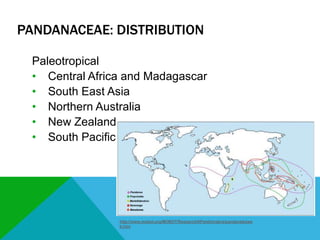 Pandanaceae Odp