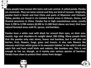 Report text about animal (panda) | PPTX